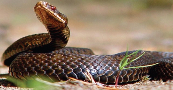 Azərbaycanda neçə növ zəhərli ilan var? | Qaynarinfo.az